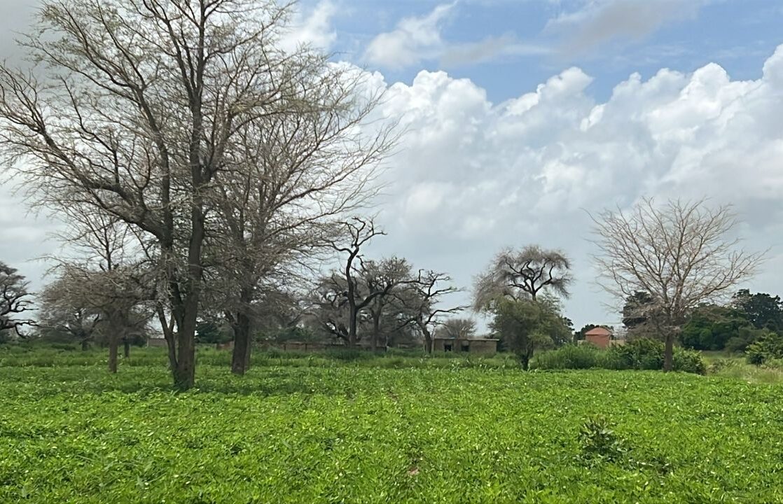 Terrain de 300 mètres carrés à vendre à Malicounda Sénégal | ImmoLink